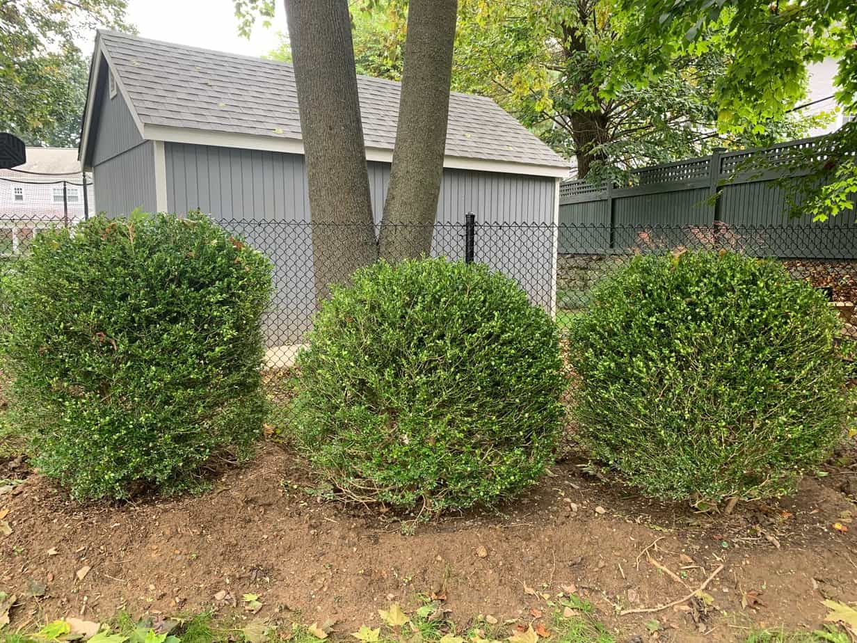 7 Best Evergreen Shrubs for Privacy Hedge - Planting 101