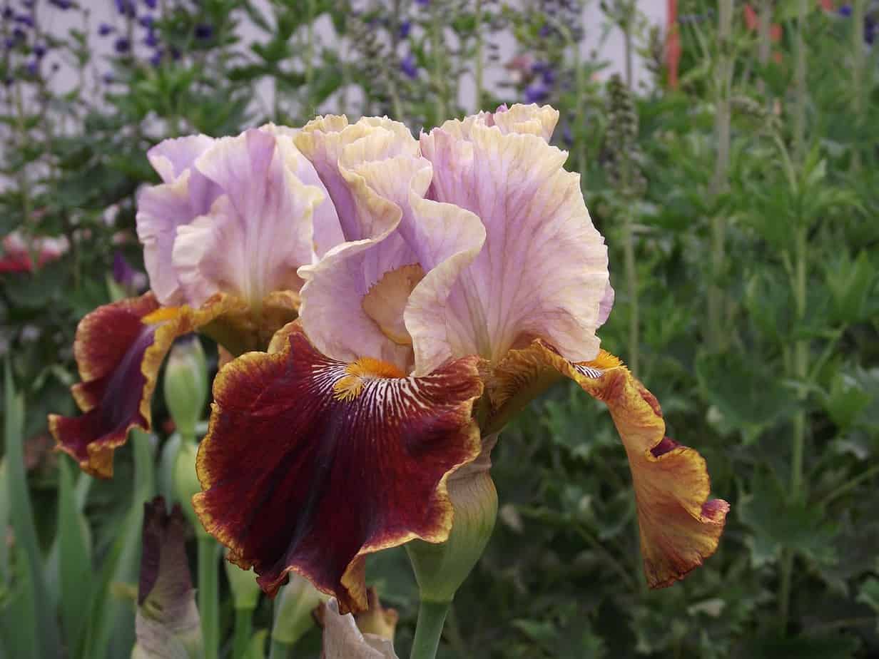 Lazy Gardener's Guide to Growing Bearded Irises - Planting 101
