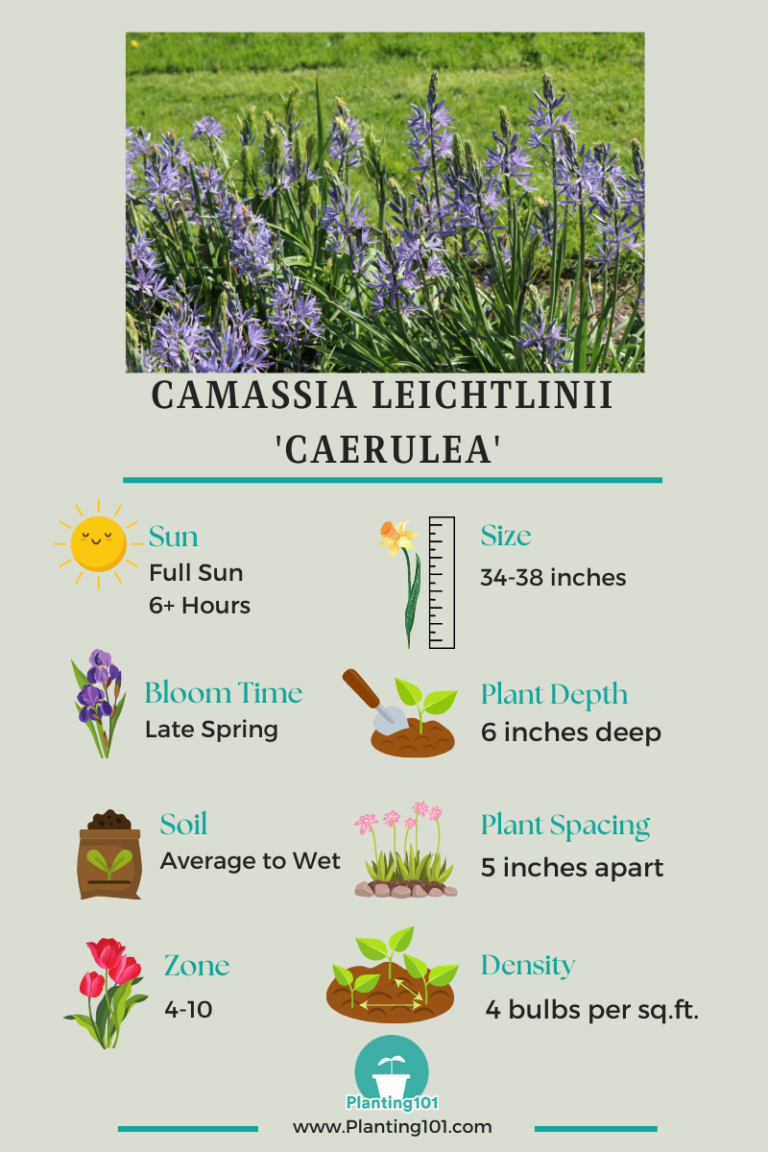 How to Care Guide: Camassia leichtlinii 'Caerulea' (Infographic ...