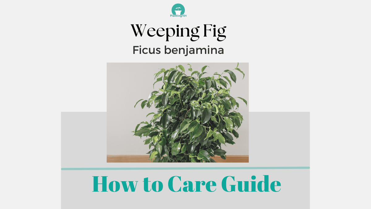 How to Care for Your Weeping Fig (Ficus Benjamina Infographic ...