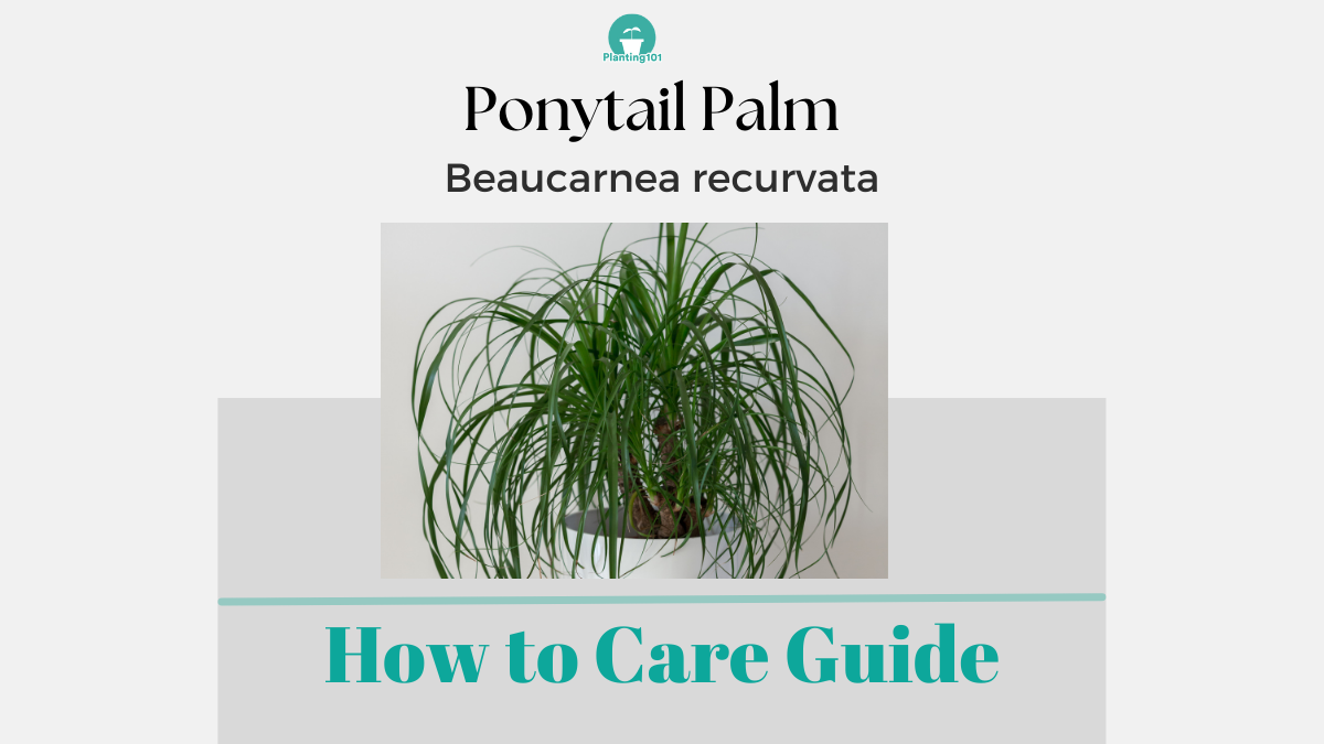 How to Take Care of Your Ponytail Palm (Infograph) - Planting 101