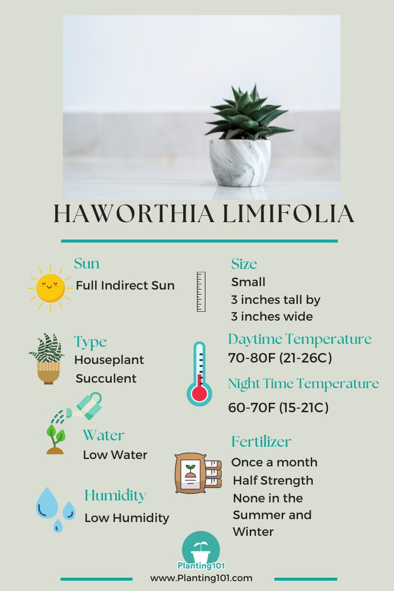 How to Take Care of Your Haworthia limifolia (Infographic) - Planting 101