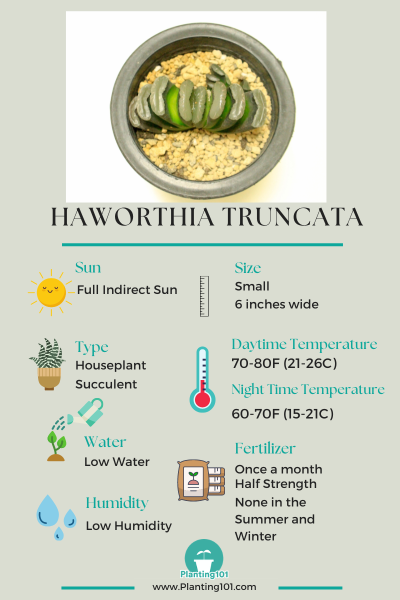 How to Take Care of Your Haworthia truncata (Infograph) - Planting 101