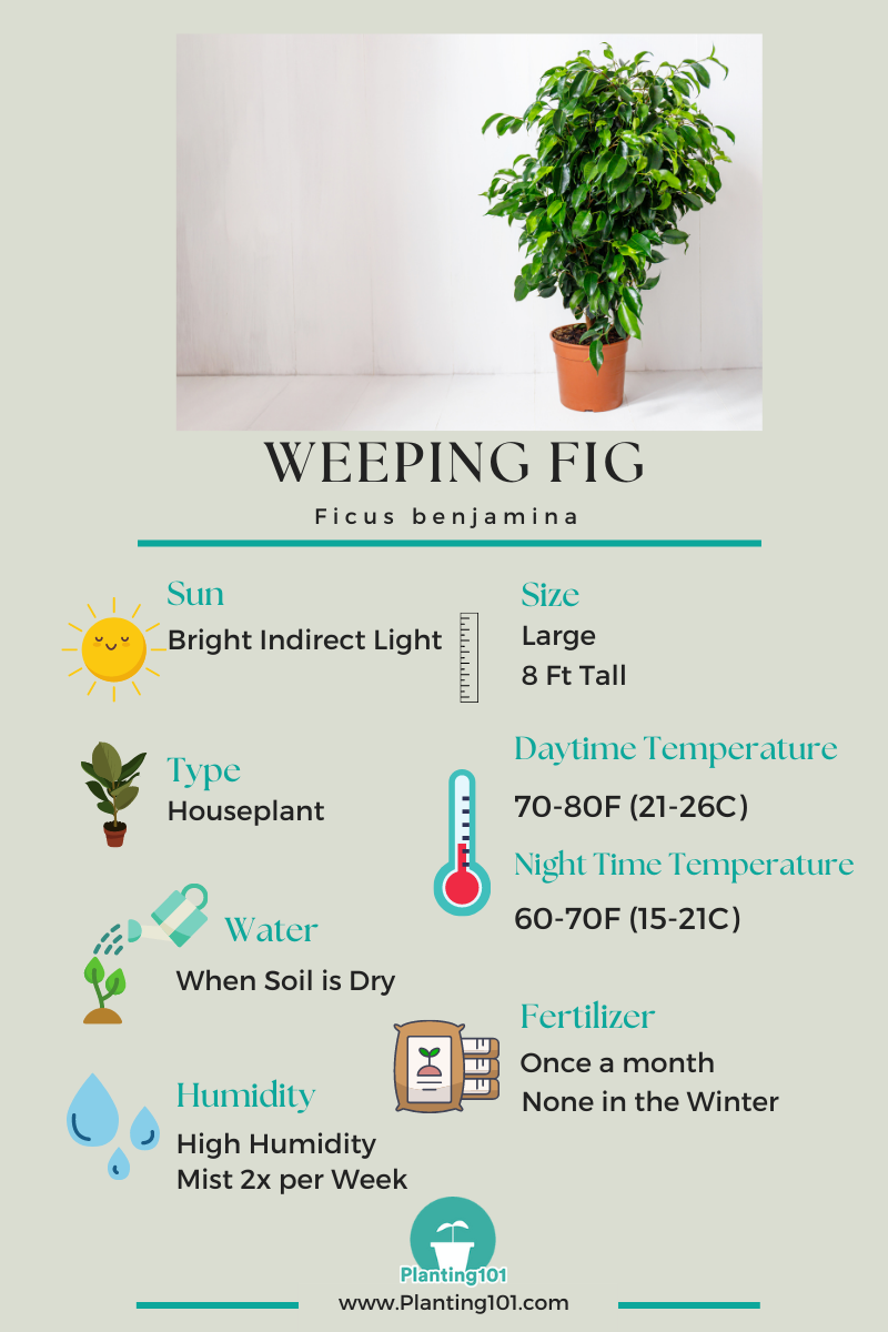 How to Care for Your Weeping Fig (Ficus Benjamina Infographic ...