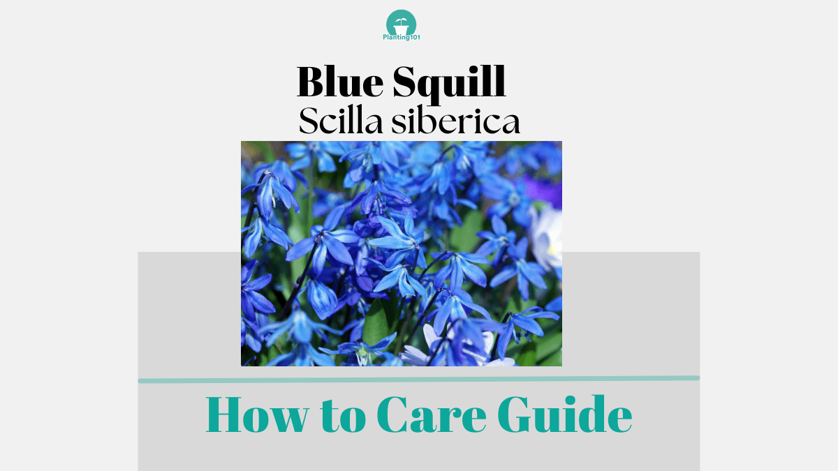 How to Care Guide: Blue Squill (Scilla siberica Infographic) - Planting 101