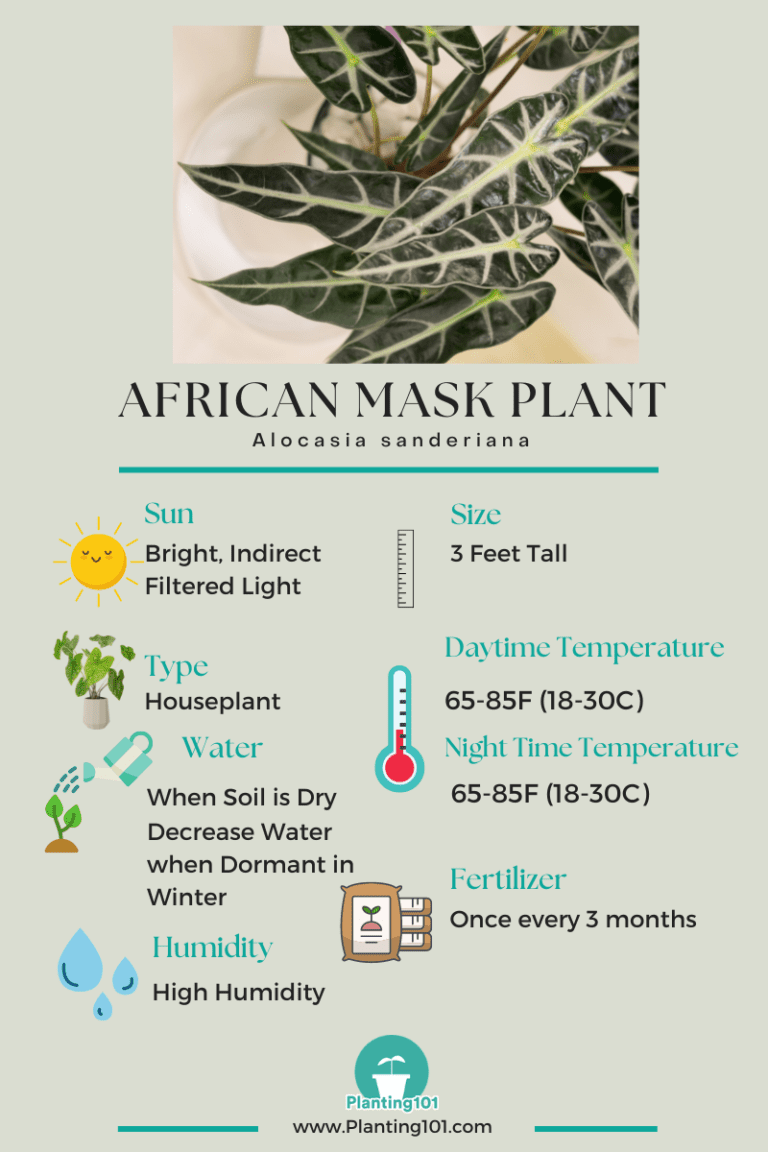How to Take Care of Your African Mask Plant (Alocasia sanderiana ...