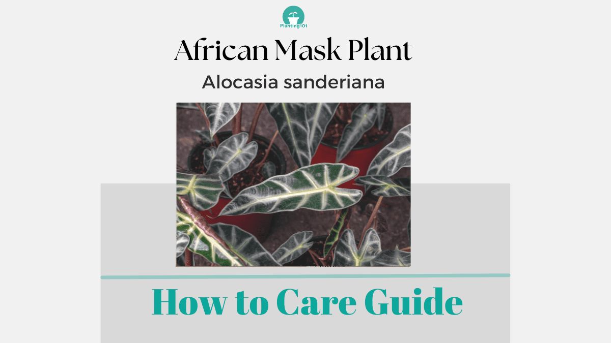 How to Take Care of Your African Mask Plant (Alocasia sanderiana ...