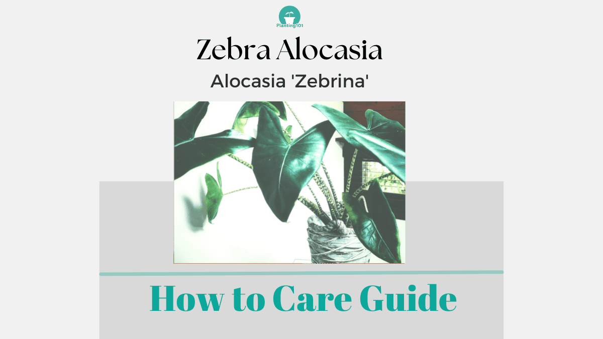 How to Take Care of Your Zebra Alocasia (Alocasia 'Zebrina ...