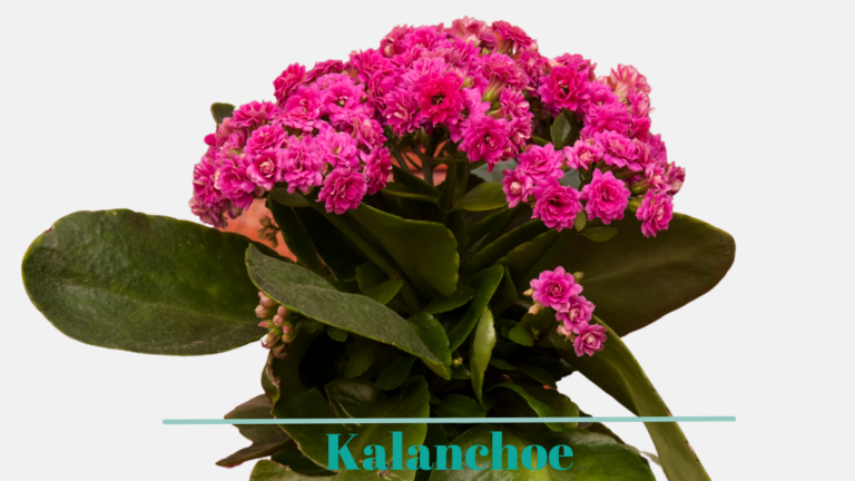 Beginner's Guide: How to Care for Your Kalanchoe (Infographic) - Planting 101