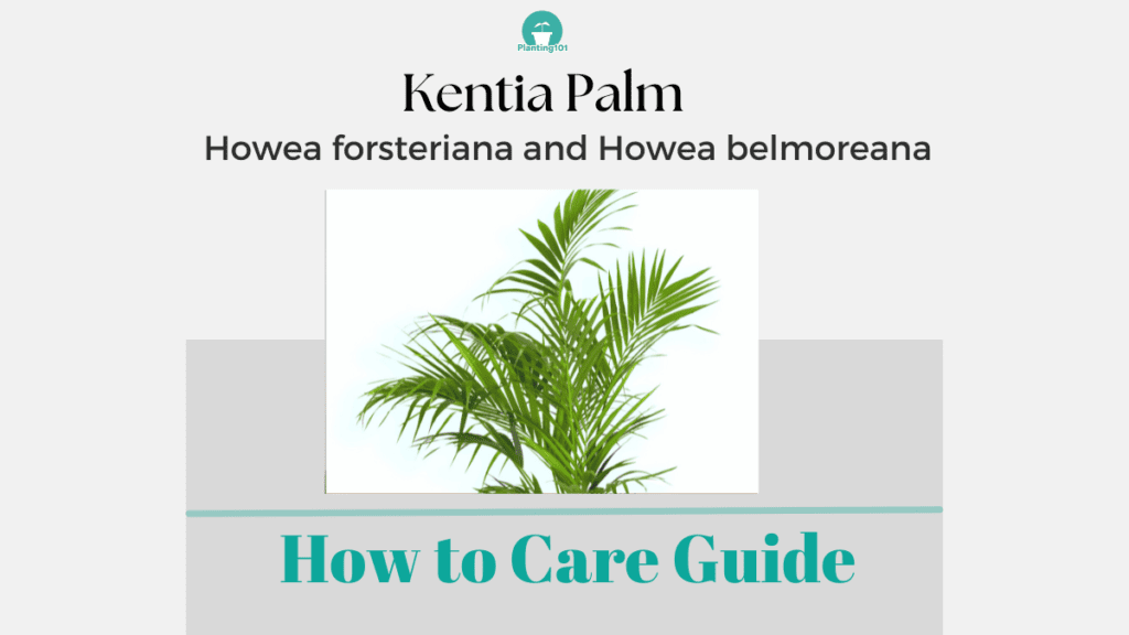 How to Take Care of Your Kentia Palm- Infographic - Planting 101