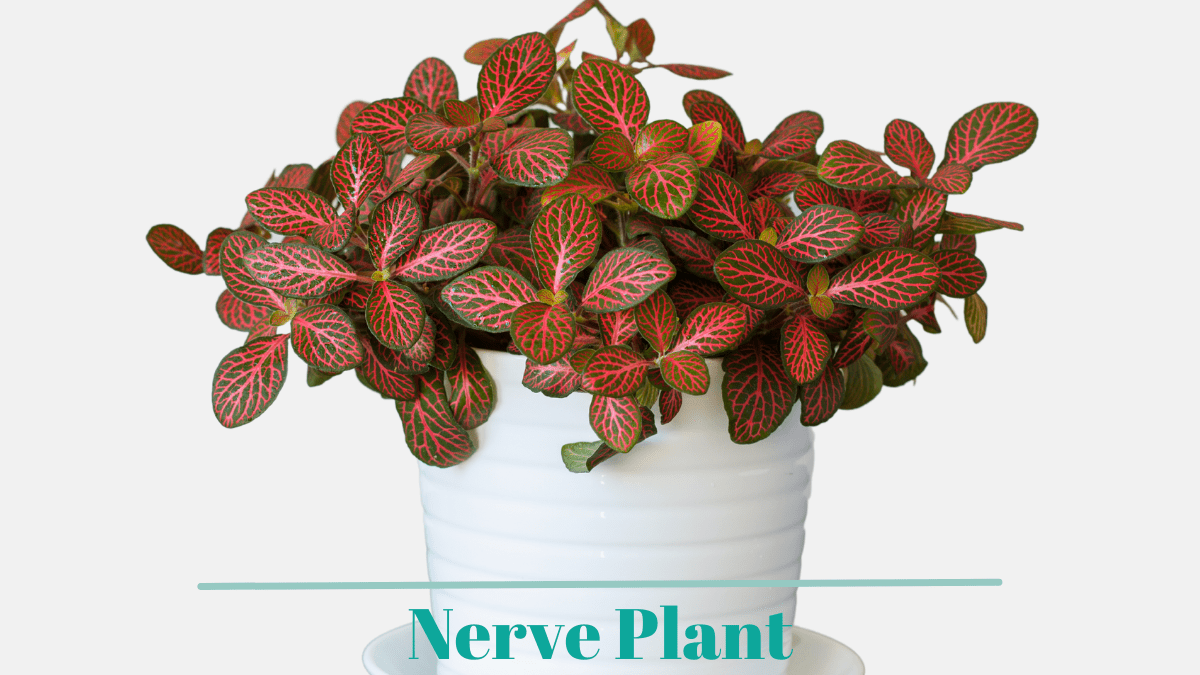 How to Take Care of Your Nerve Plant (Fittonia albivenis)- Infographic ...