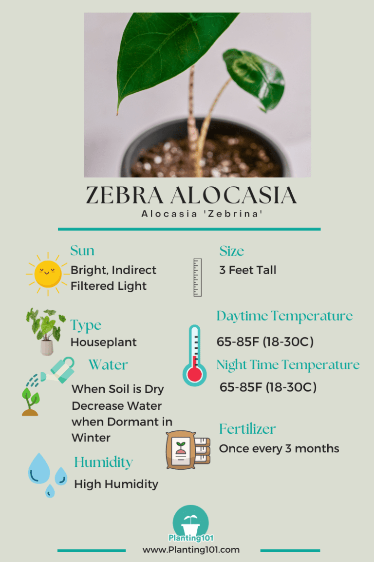 How to Take Care of Your Zebra Alocasia (Alocasia 'Zebrina ...