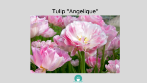 How to Care for Your Tulip 'Angelique' - Planting 101