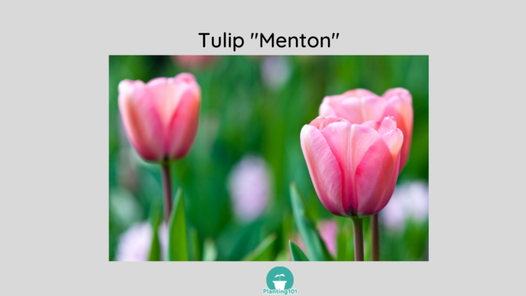 How to Care for Your Tulip 'Menton' - Planting 101