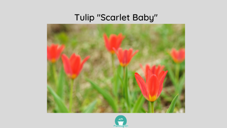 How to Care for Tulip 'Scarlet Baby' - Planting 101