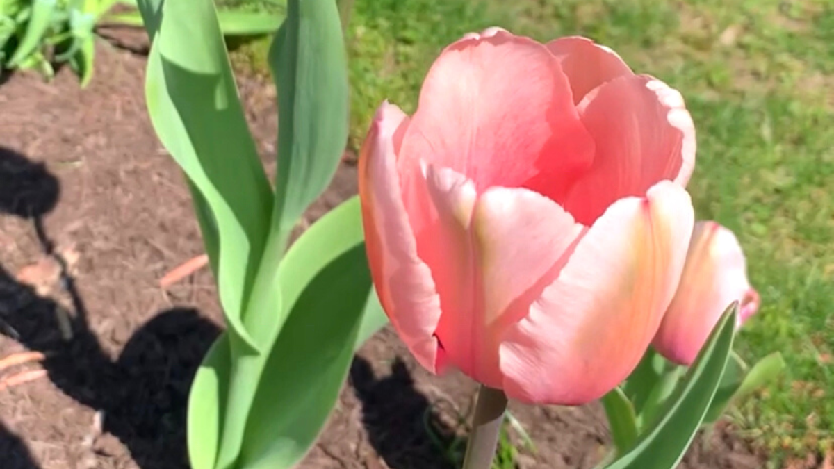 Beginner's Guide: How to Grow Tulips in Your Garden (Tulip ...