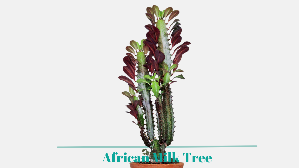 Beginner's Guide: How to care for your African Milk Tree (Euphorbia ...