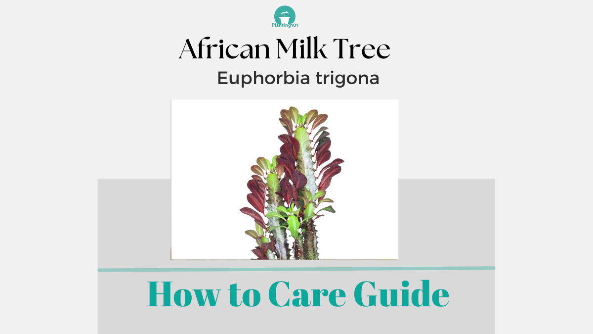 Beginner's Guide: How to care for your African Milk Tree (Euphorbia ...