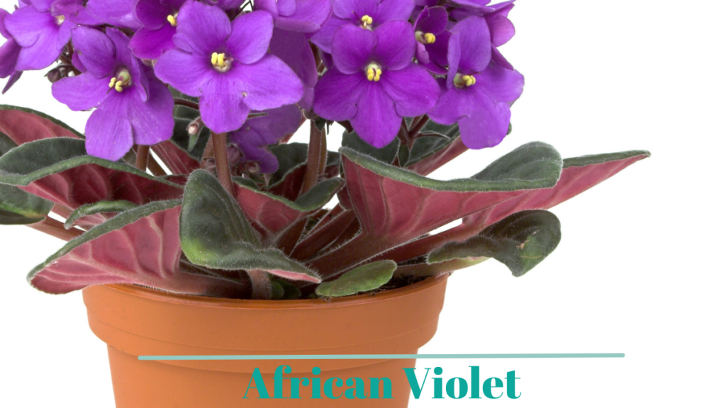Beginner's Guide: How to Care for your African Violet - Planting 101