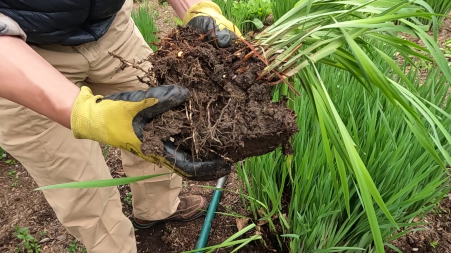 Lazy Gardener's Guide to Growing Japanese Irises - Planting 101