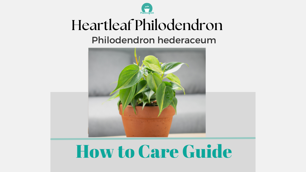 Beginner's Guide: How to Care for your Heartleaf Philodendron ...