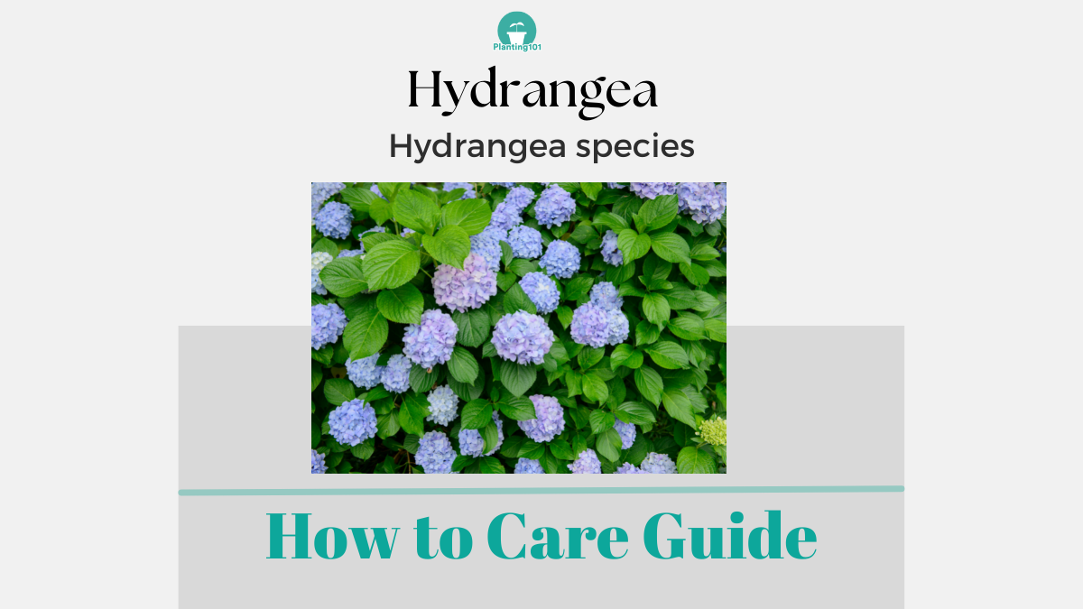 Beginner's Guide: How to Care for Your Hydrangea (videos and infographic) - Planting 101
