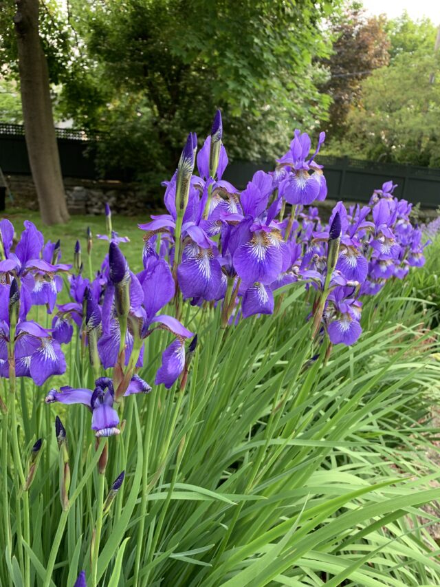 Lazy Gardener's Guide to Growing Siberian Iris - Planting 101