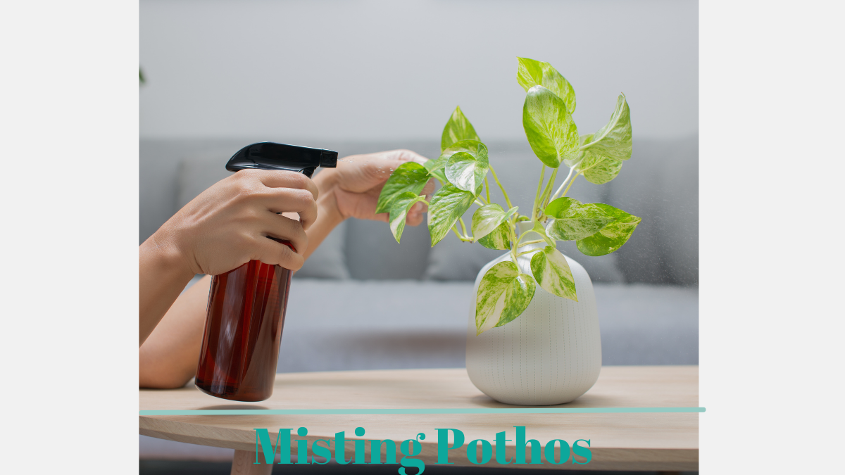 Beginner's Guide: How to Care for your Pothos (Epipremnum aureum ...