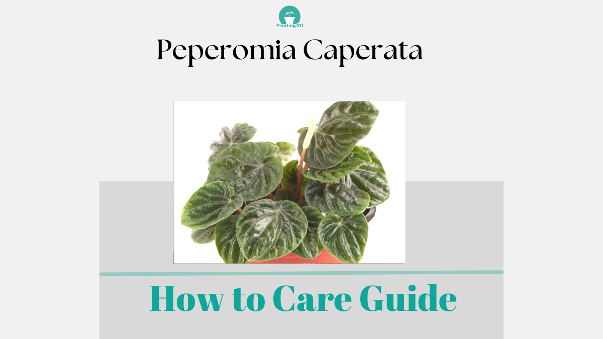 Beginner's Guide: How to Care for your Peperomia Caperata - Planting 101