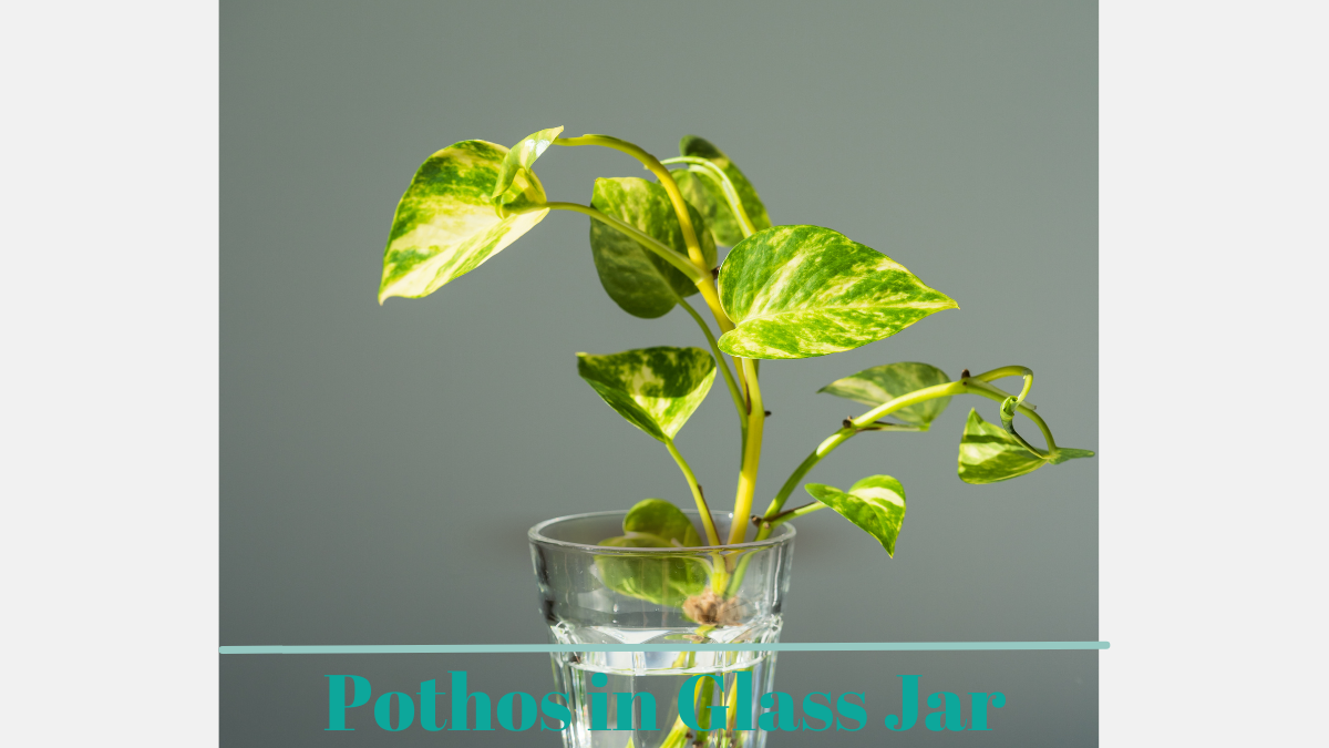 Beginner's Guide: How to Care for your Pothos (Epipremnum aureum ...