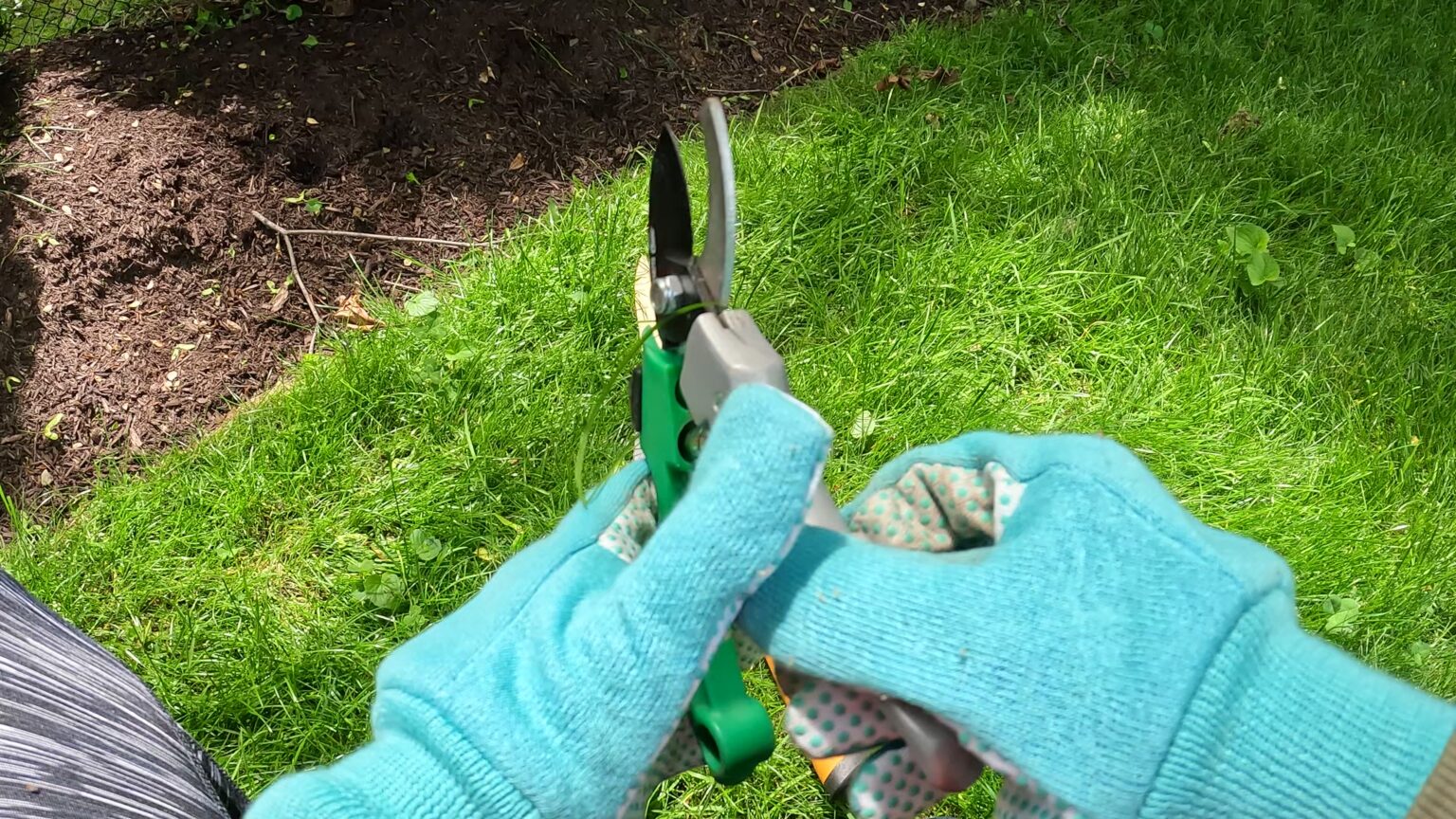 How to Prune Boxwoods (step by step video) - Planting 101