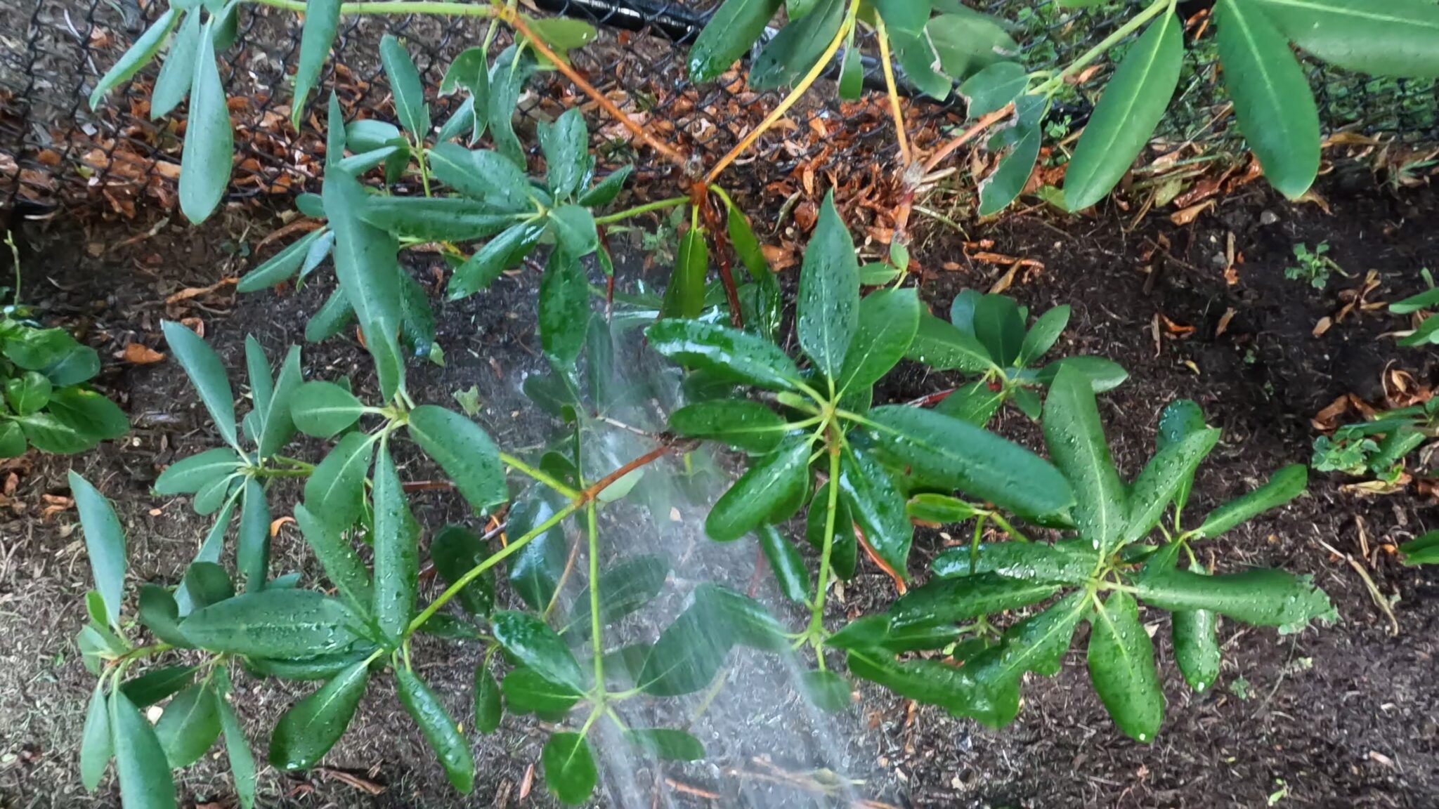 Ultimate Guide to Watering Rhododendrons - Planting 101