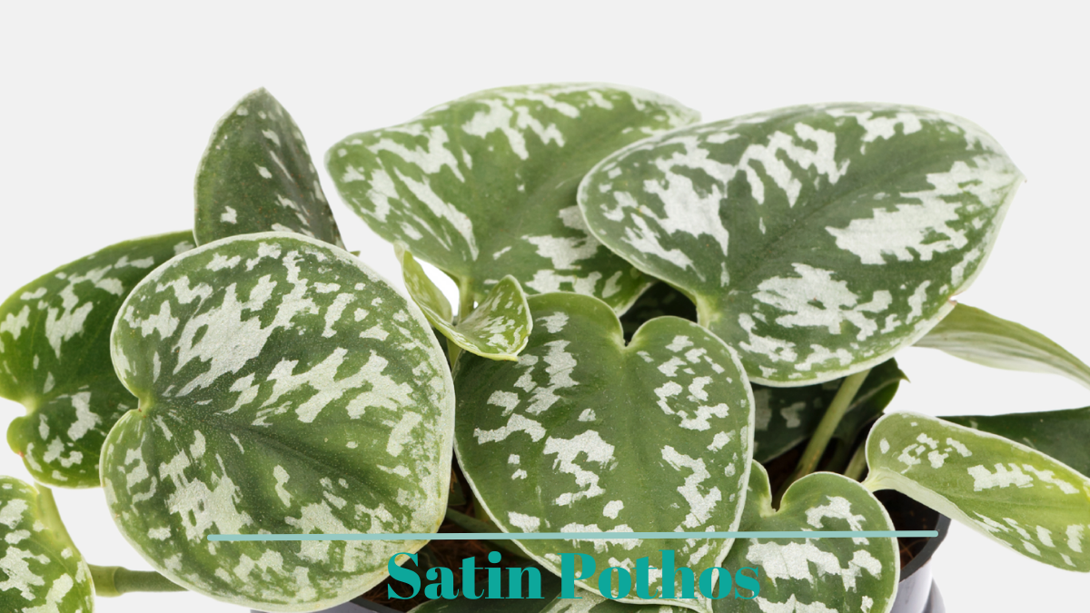 Beginner's Guide: How to Care for your Satin Pothos - Planting 101
