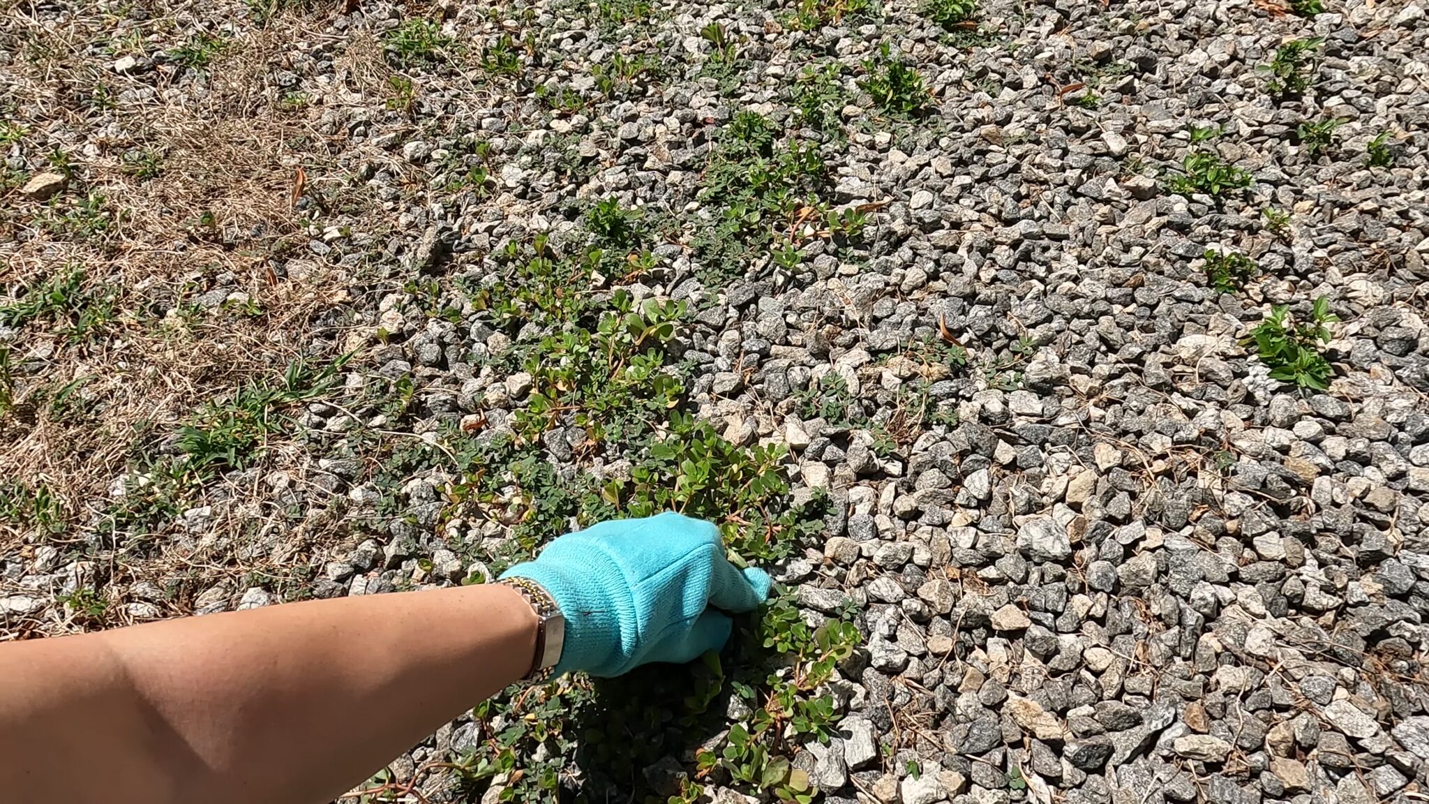 4 Ways to Kill Weeds in Gravel Driveway without using chemicals (safe ...