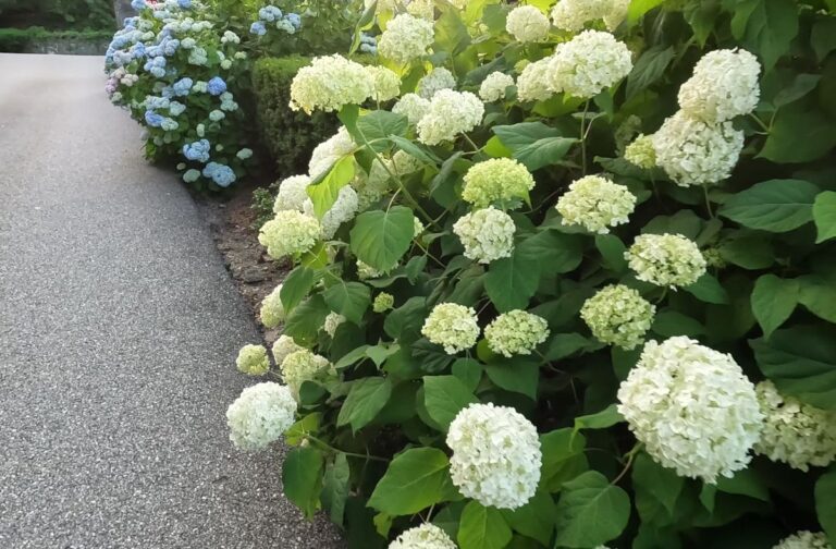 Hydrangea Planting Zones Guide: Choose the Best Hydrangea to Plant ...