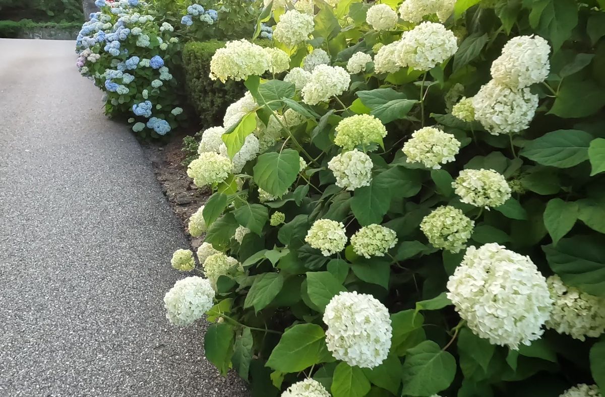 Hydrangea Planting Zones Guide: Choose the Best Hydrangea to Plant - Planting 101