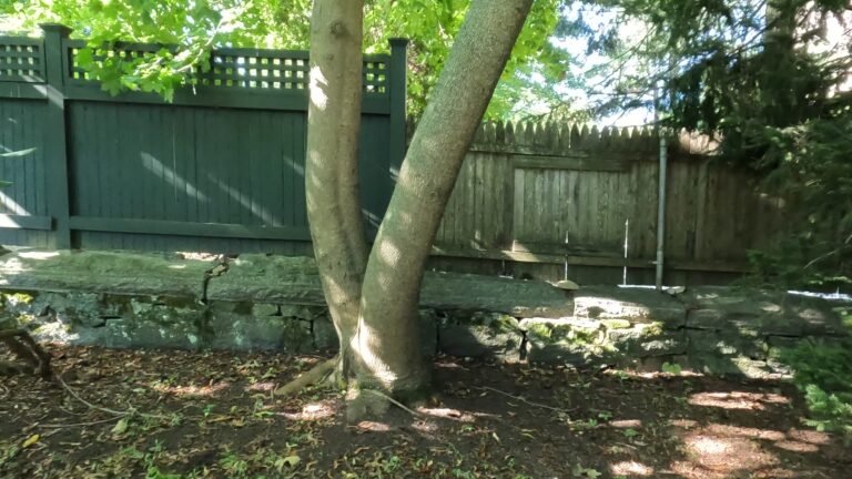 How to Kill Weeds Growing Around Trees without harming the tree (video ...