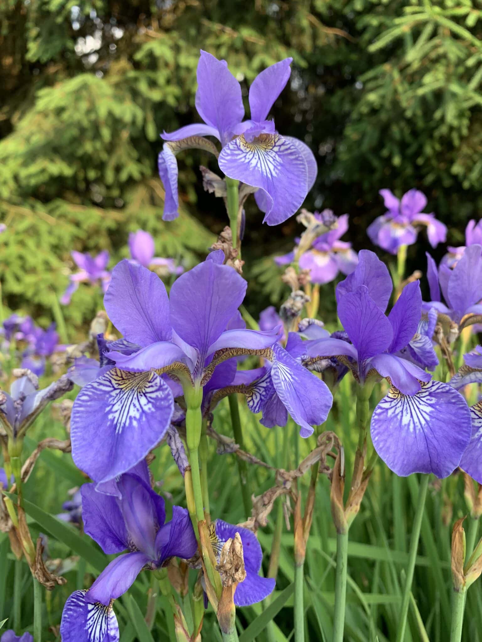 Lazy Gardener's Guide to Growing Japanese Irises - Planting 101