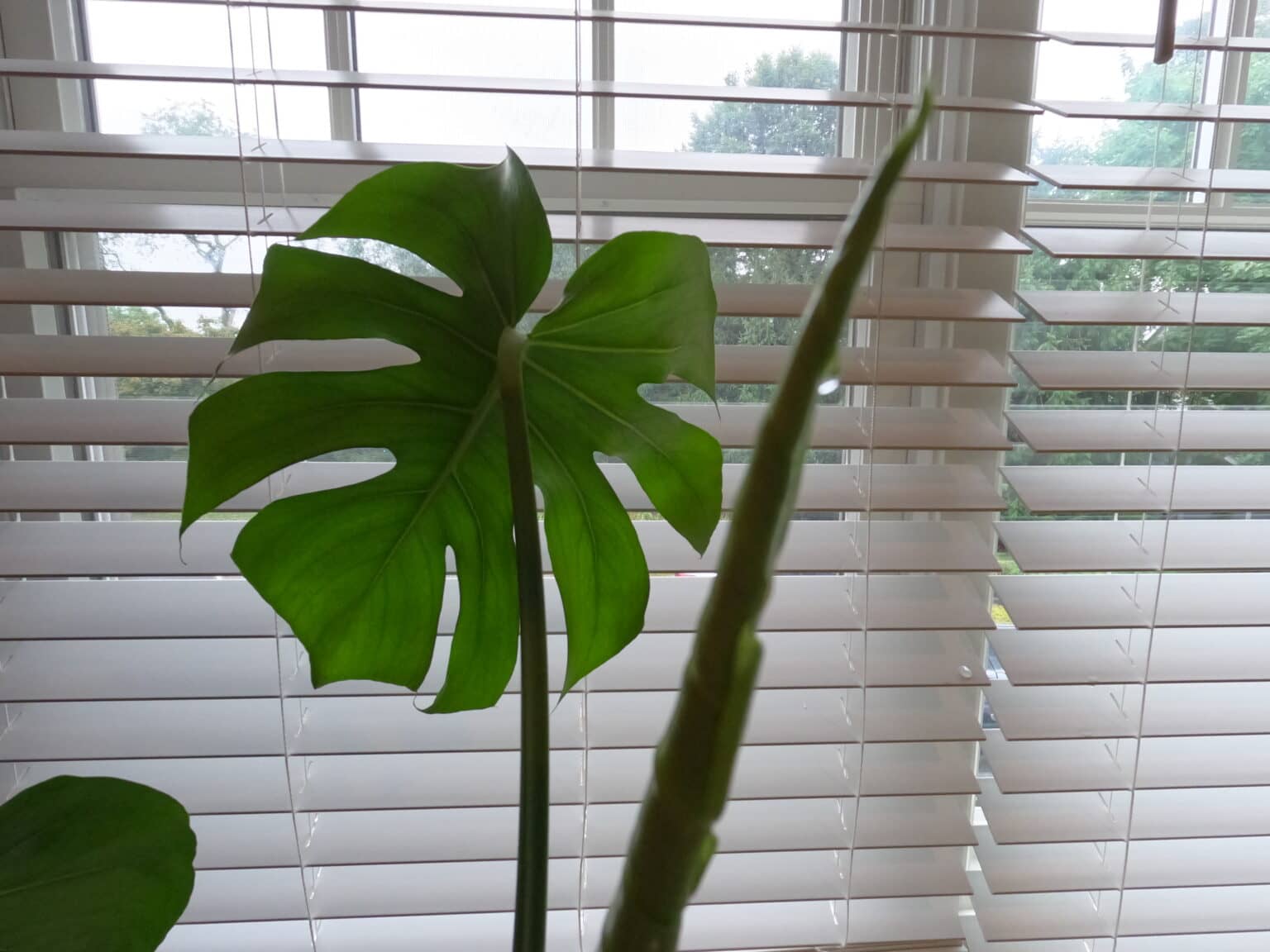 Why is my Monstera Leaves Dripping Water? - Planting 101