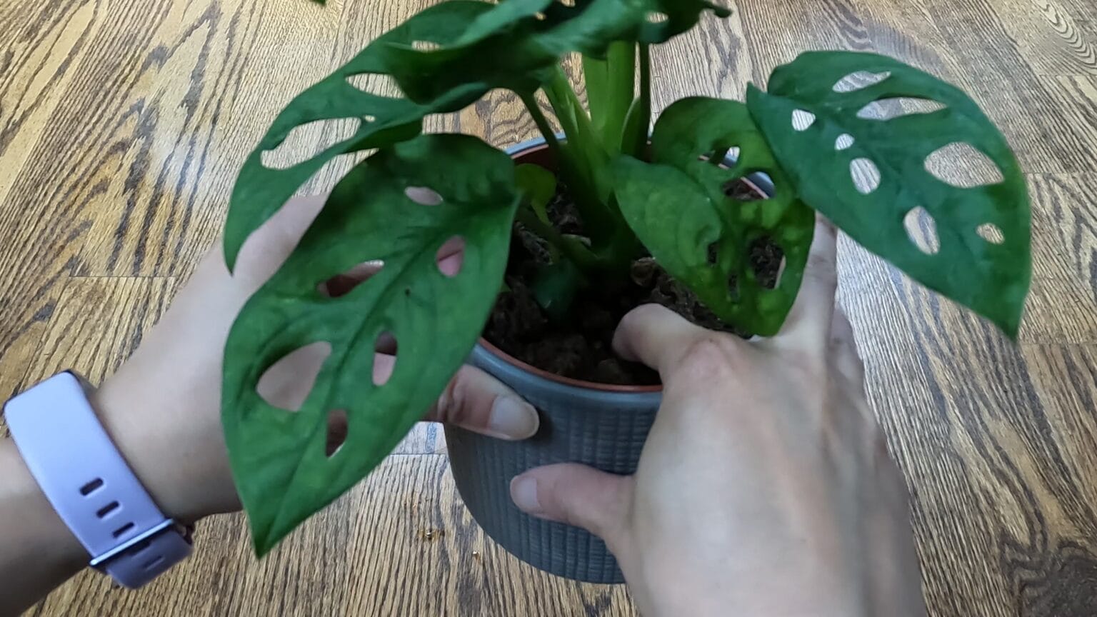 What to do with your New Monstera adansonii when You Bring it Home ...