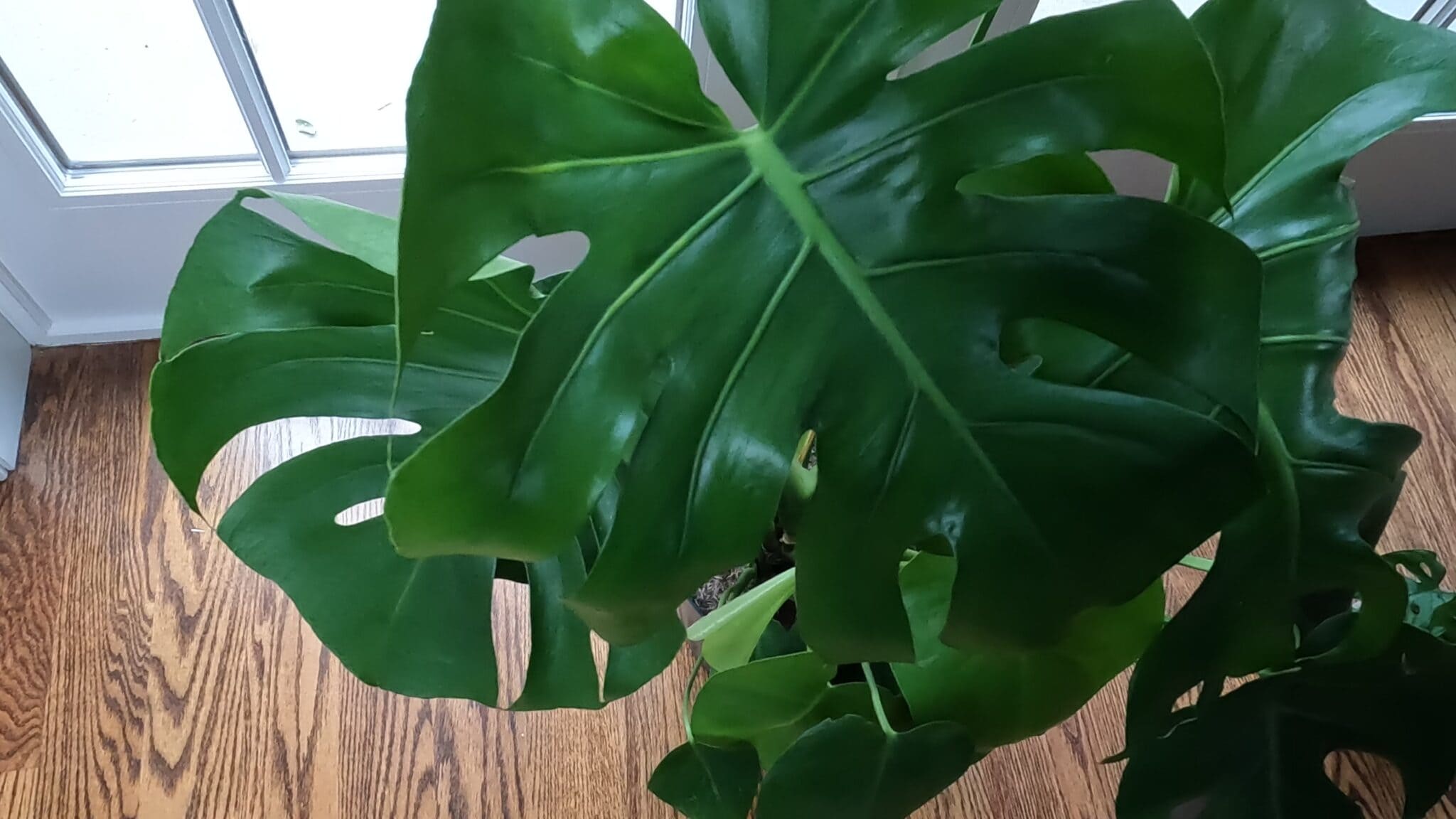 Quick Start Guide: What to do with New Monstera Plant when you bring it ...