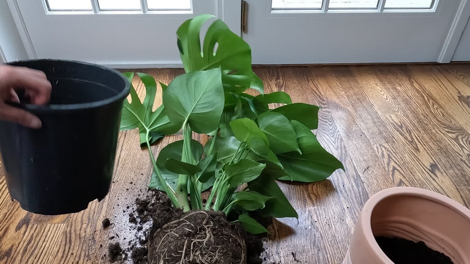 Beginner's Guide: Repotting Monstera deliciosa (video) - Planting 101