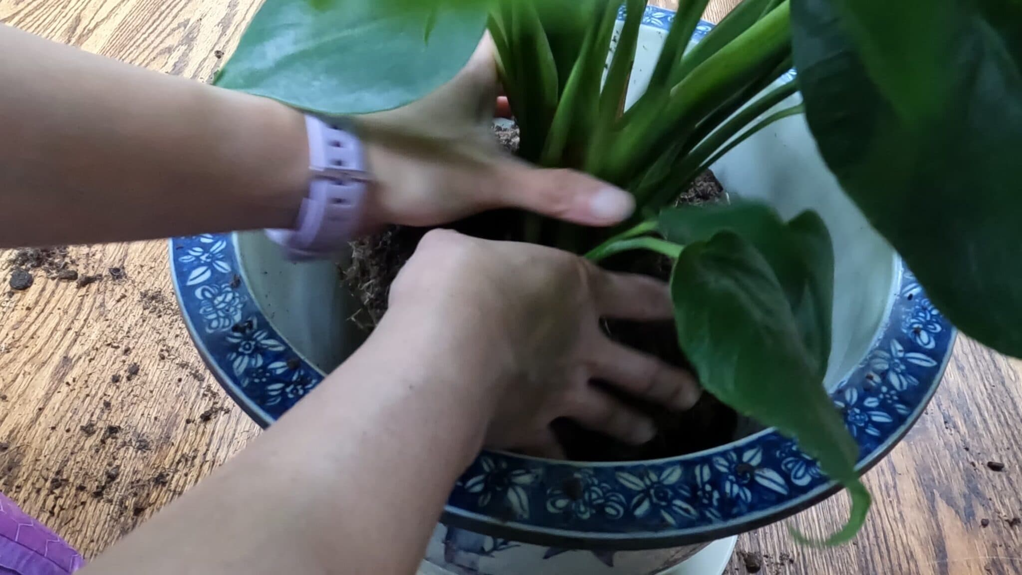 Beginner's Guide: Repotting Monstera deliciosa (video) - Planting 101