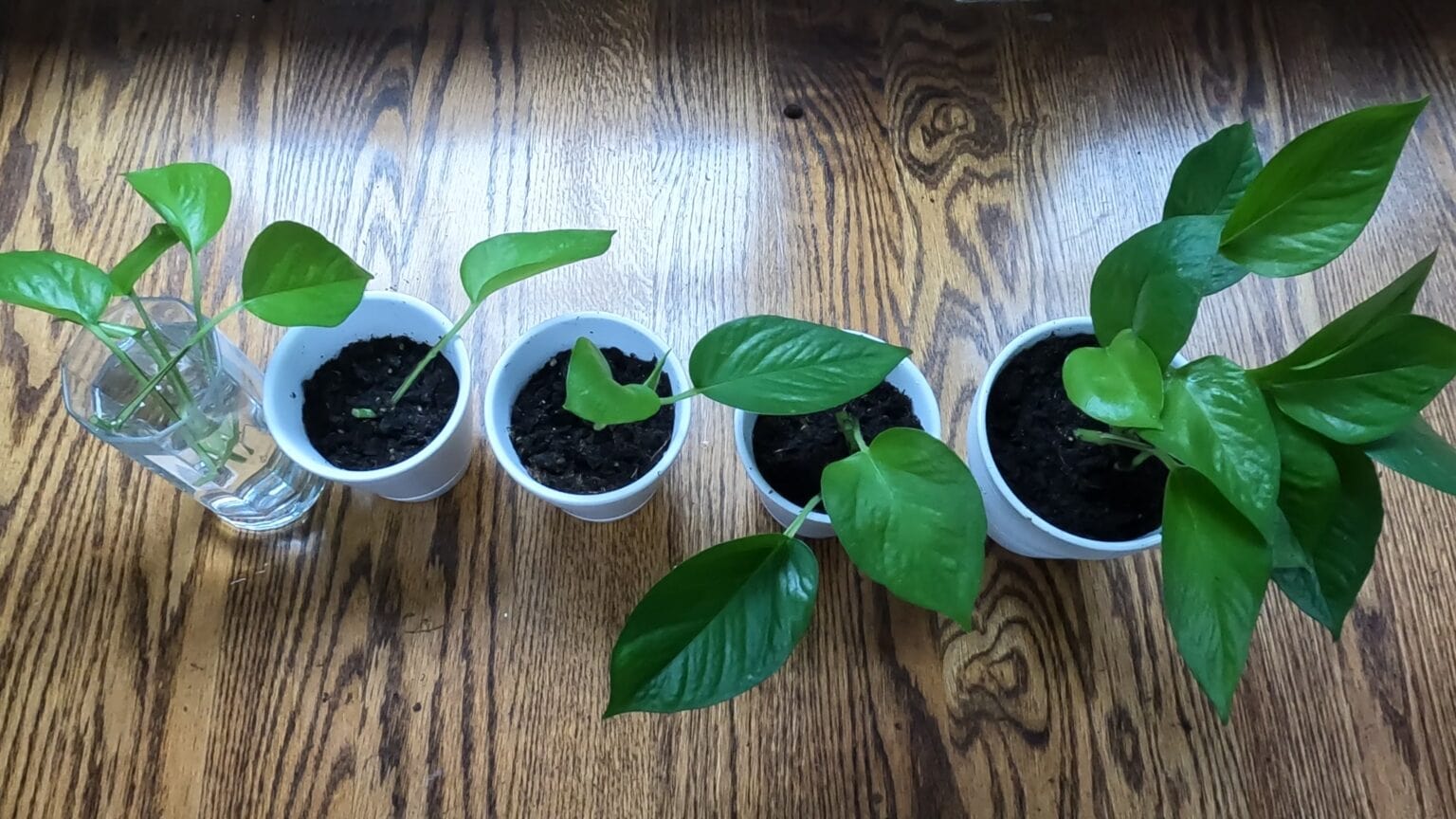 Beginner's Guide: How to Care for your Heartleaf Philodendron ...