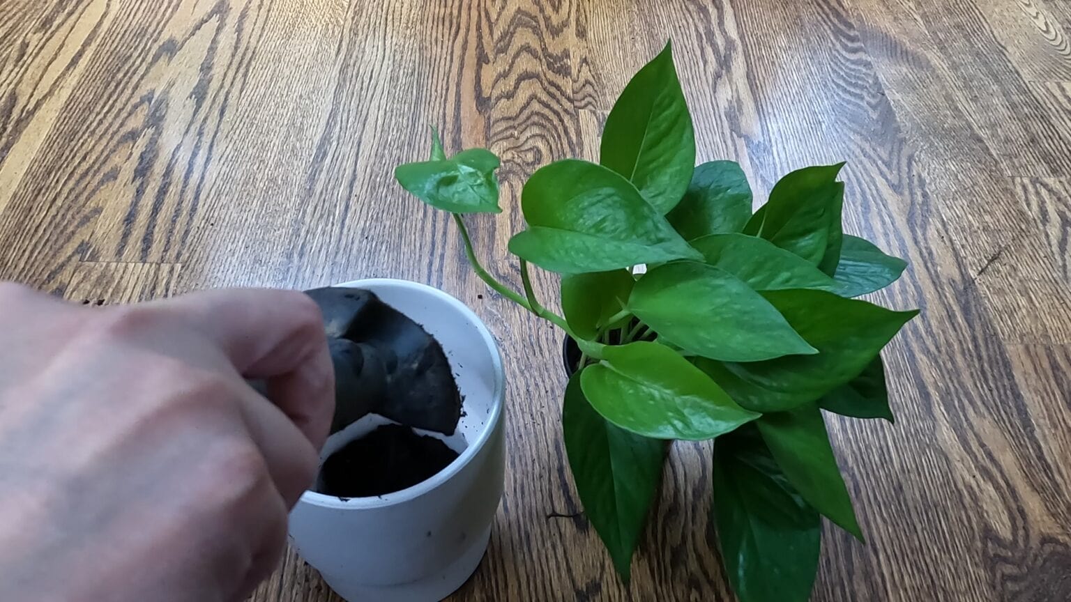 Quick Start Guide: What to do with New Heartleaf Philodendron when You ...