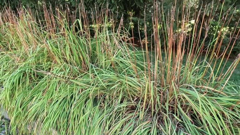 When to Cut Back Irises (How to Cut Back Irises Video) - Planting 101