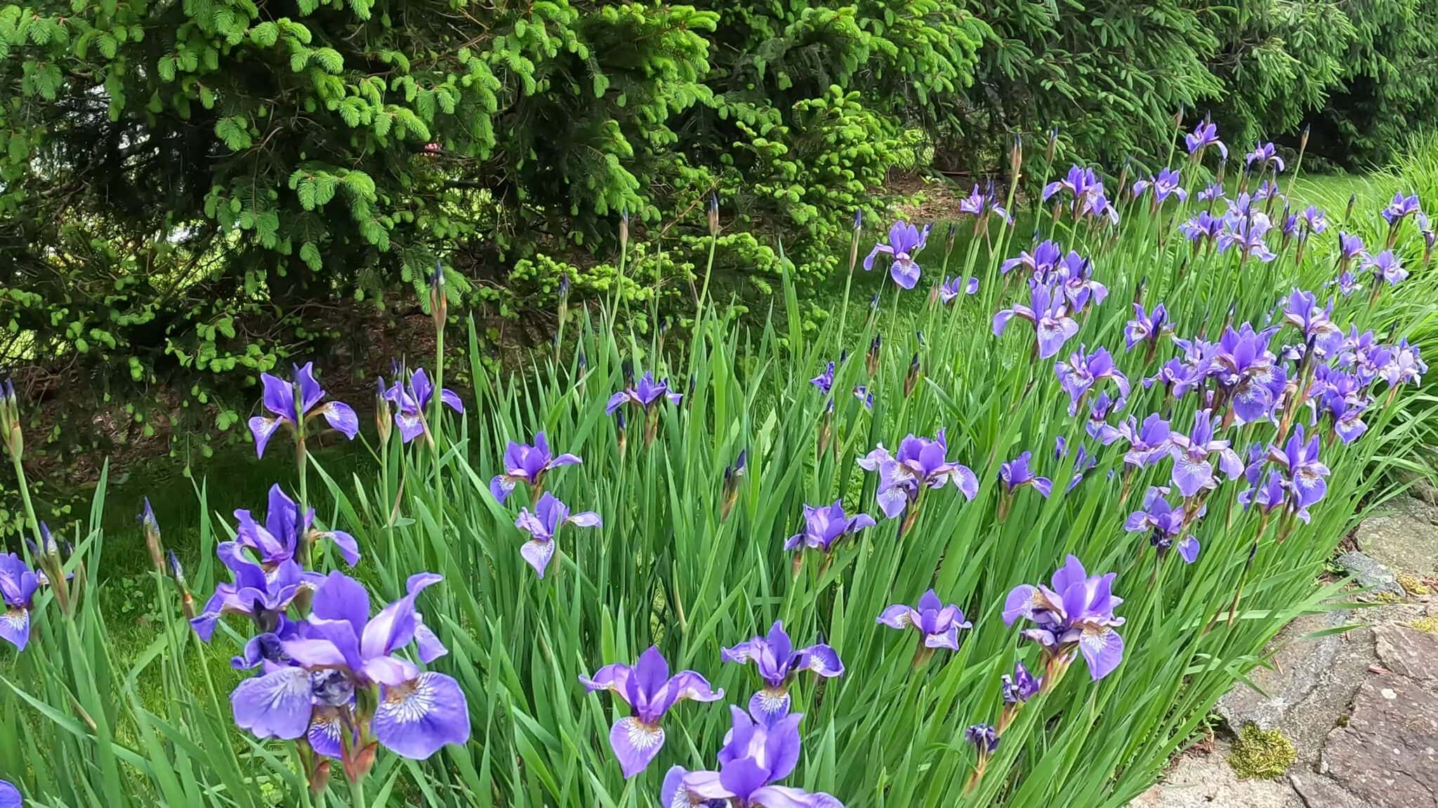 Lazy Gardener's Guide to Growing Siberian Iris - Planting 101