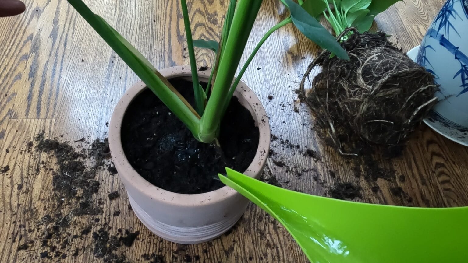 Monstera Propagation: How to Divide Monstera deliciosa? (video ...