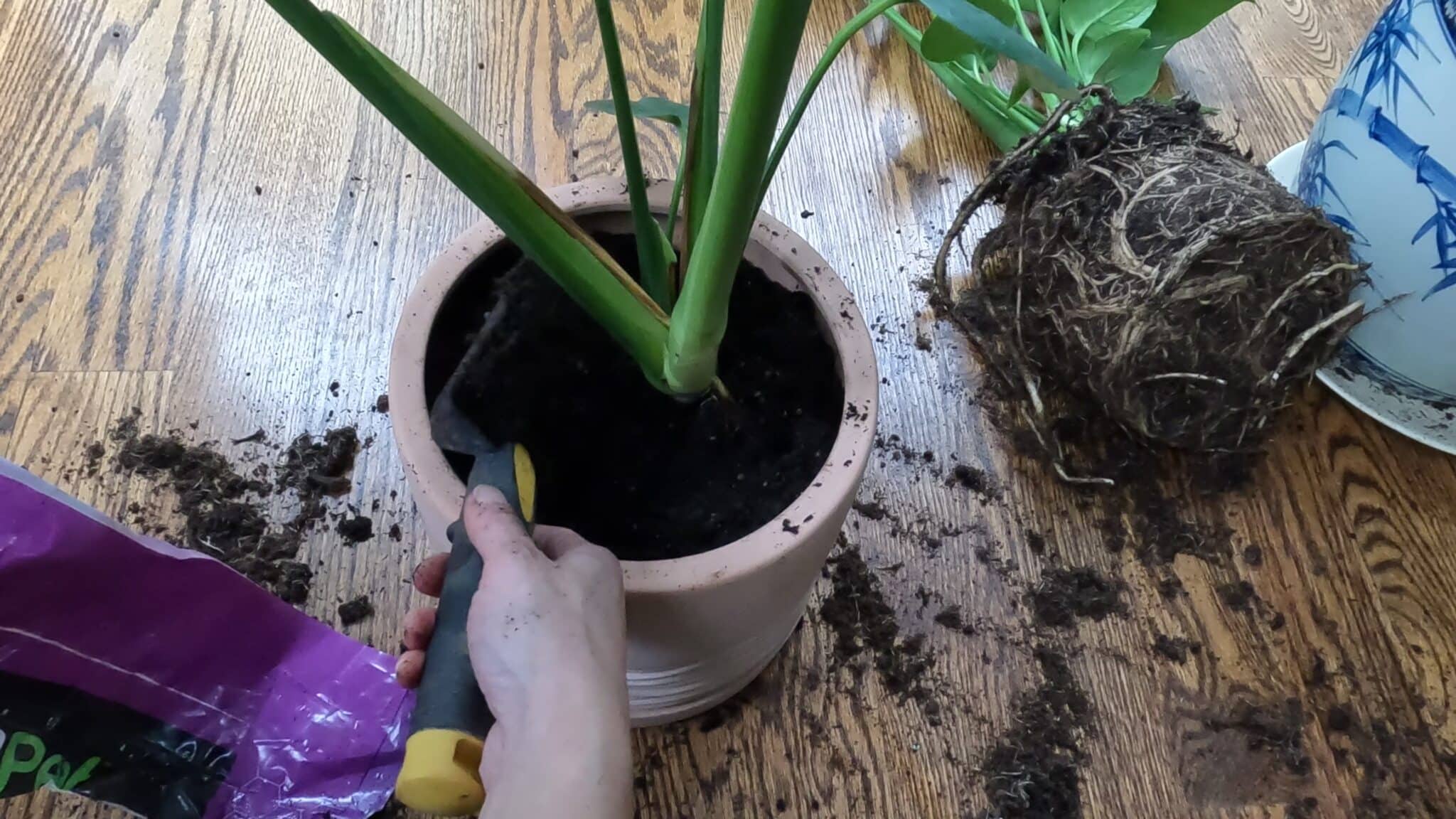 Monstera Propagation: How to Divide Monstera deliciosa? (video ...