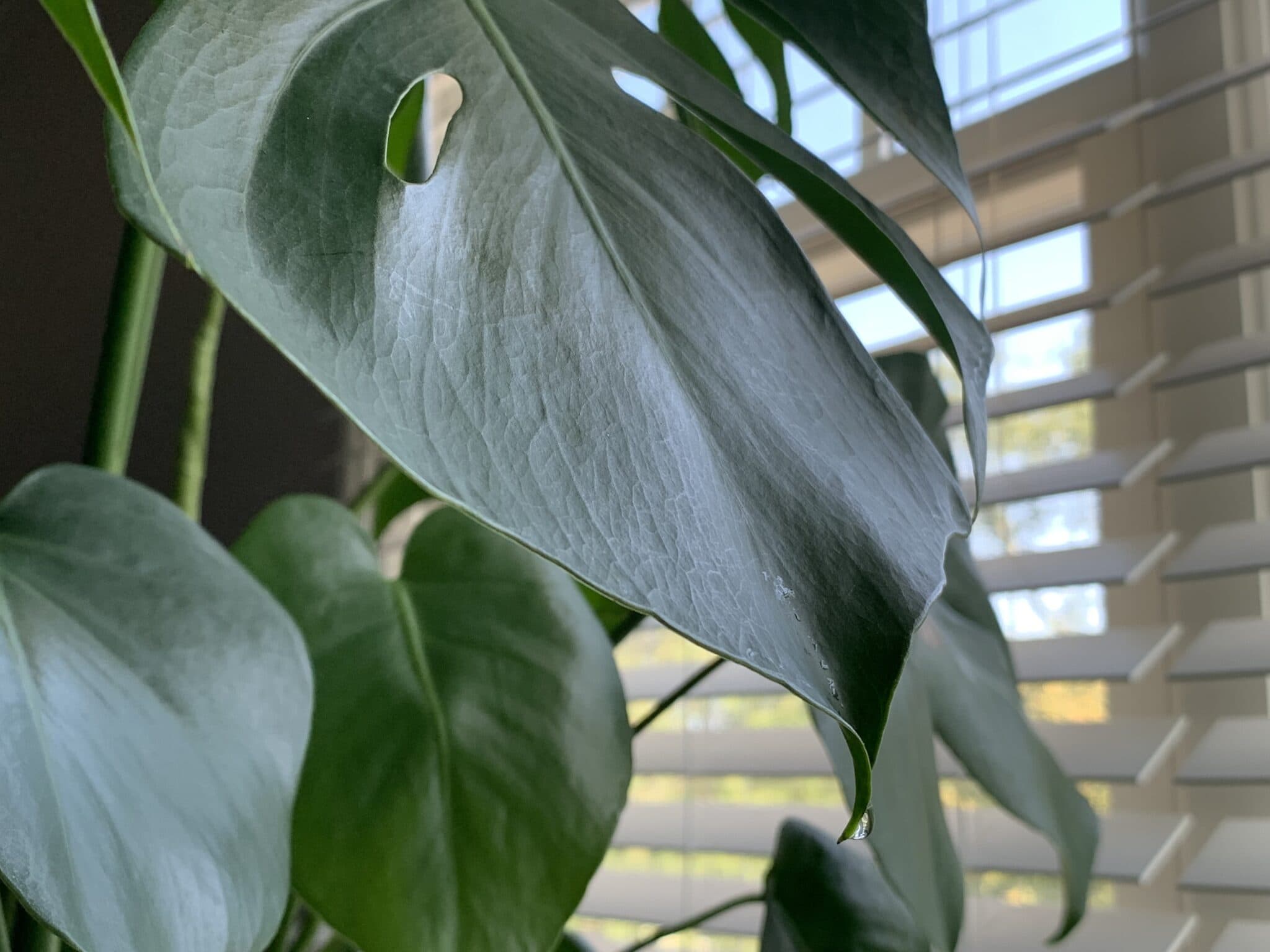 Why Did Your Monstera Stop Growing and How to Fix It? - Planting 101